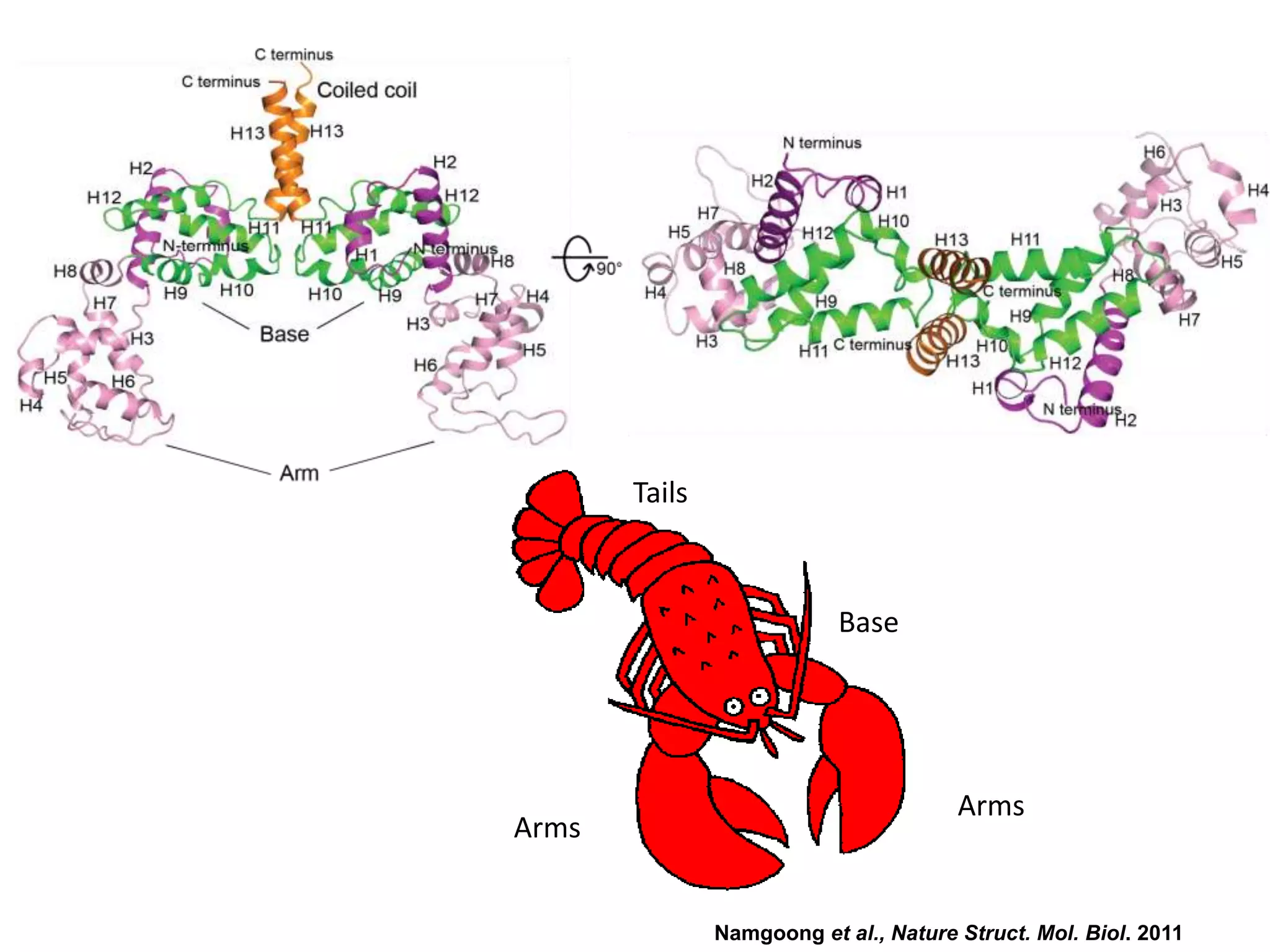 Structural Basis of Actin Nucleation | PPT