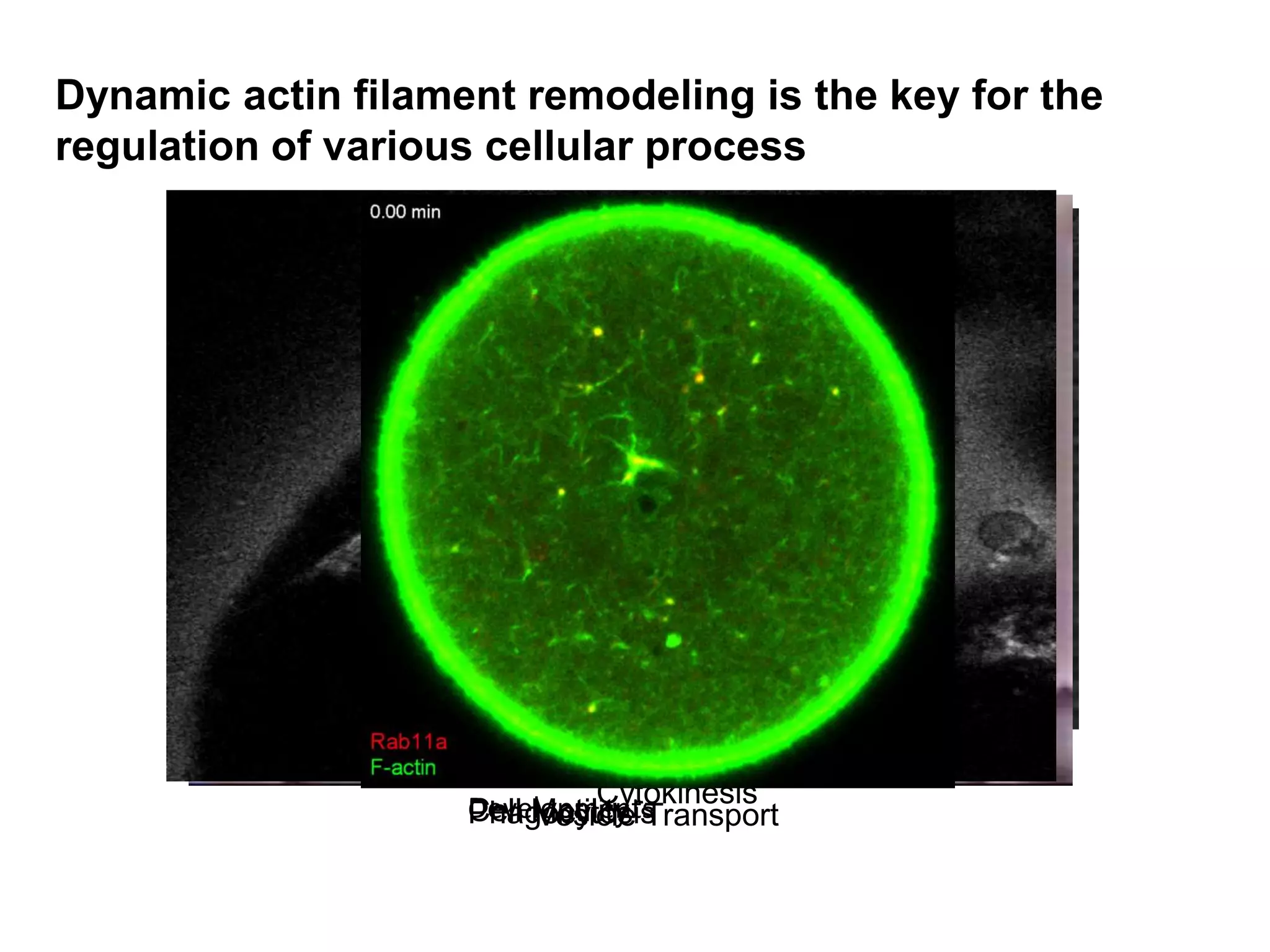 Structural Basis of Actin Nucleation | PPTX
