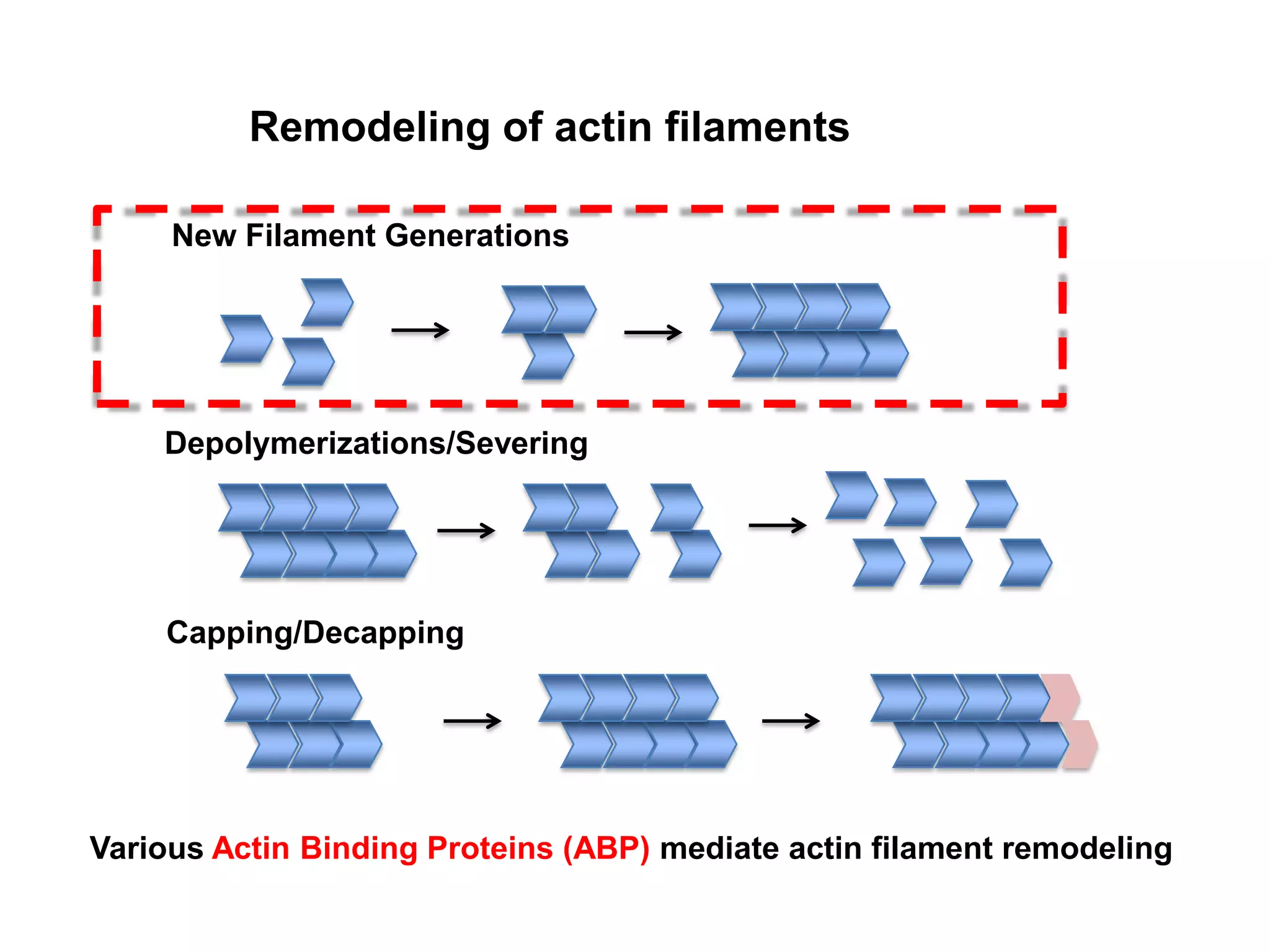 Structural Basis of Actin Nucleation | PPT | Free Download