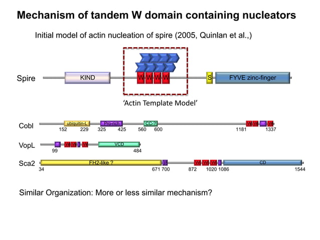 Structural Basis of Actin Nucleation | PPTX