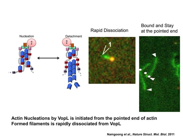 Structural Basis of Actin Nucleation | PPTX