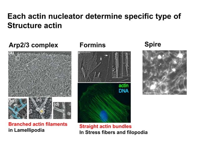 Structural Basis of Actin Nucleation | PPTX