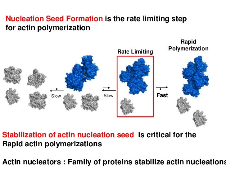 Structural Basis of Actin Nucleation