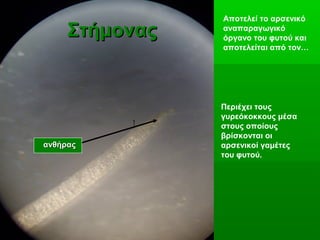 παρατηρηση ανθους | PPT