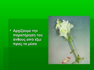 παρατηρηση ανθους | PPS