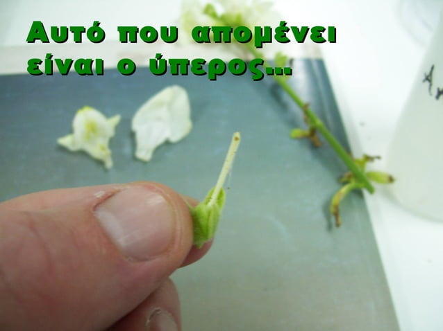 παρατηρηση ανθους | PPT