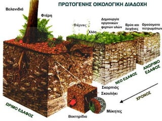 το δασος | PPTX