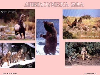 το δασος | PPTX