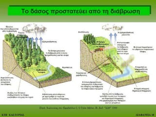 το δασος | PPTX