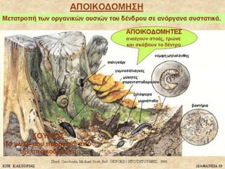 το δασος | PPTX