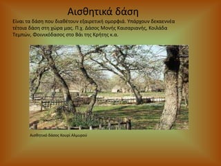 το δασος | PPTX
