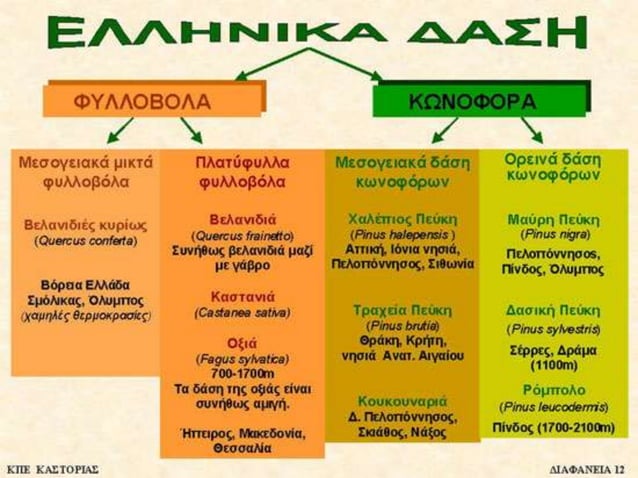 το δασος | PPTX