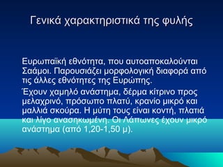 Αυτόχθονες λαοί - Λάπωνες | PPT