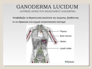 γανοδερμα ο βασιλιάς των βοτάνων - καταπληκτική παρουσίαση από τον γ ...