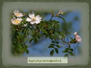 Τα αγριολούλουδα της ελληνικής υπαίθρου | PPT