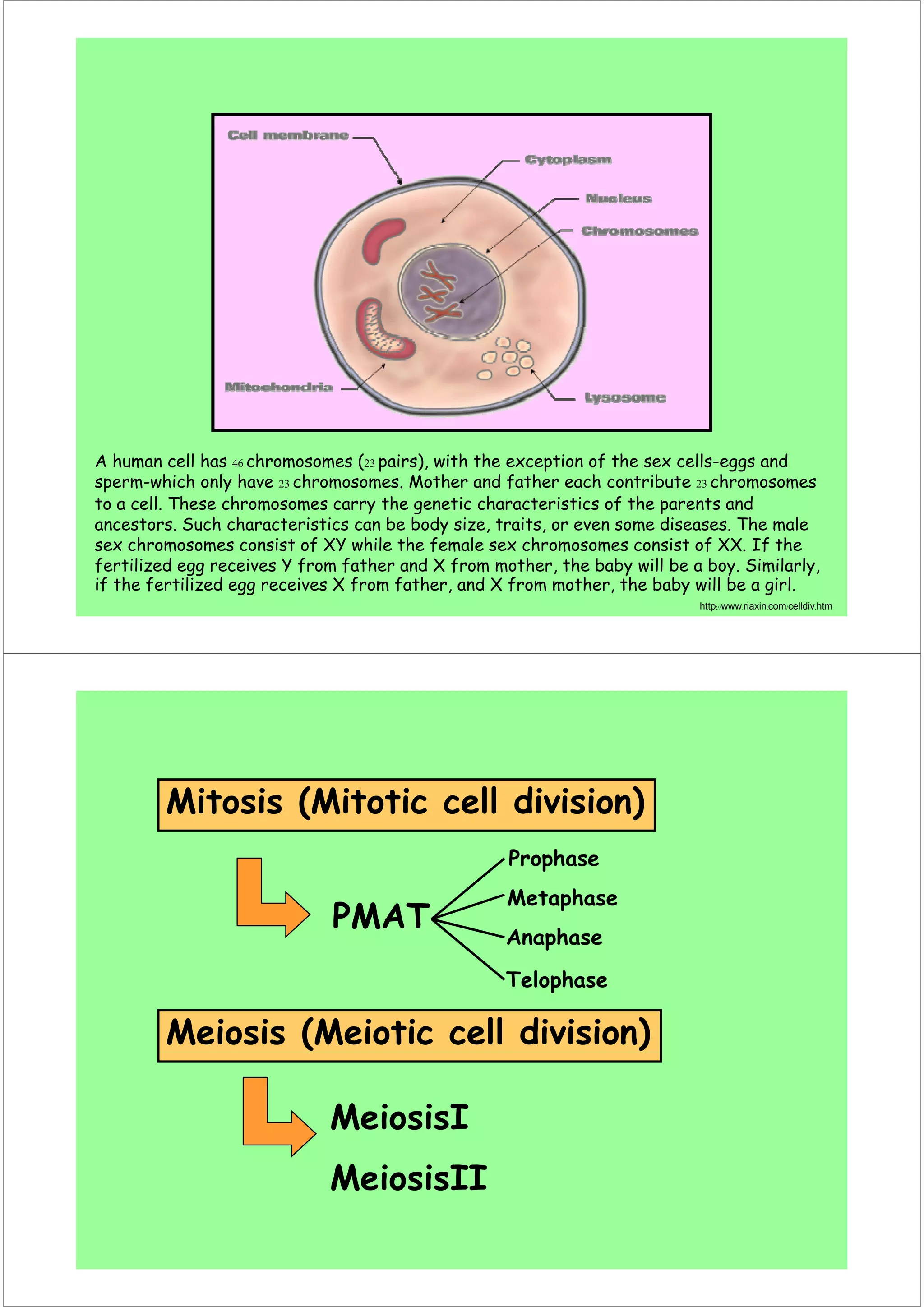 ชีววิทยา เรื่อง การแบ่งเซลล์แบบไมโทซิส mitosis | PDF