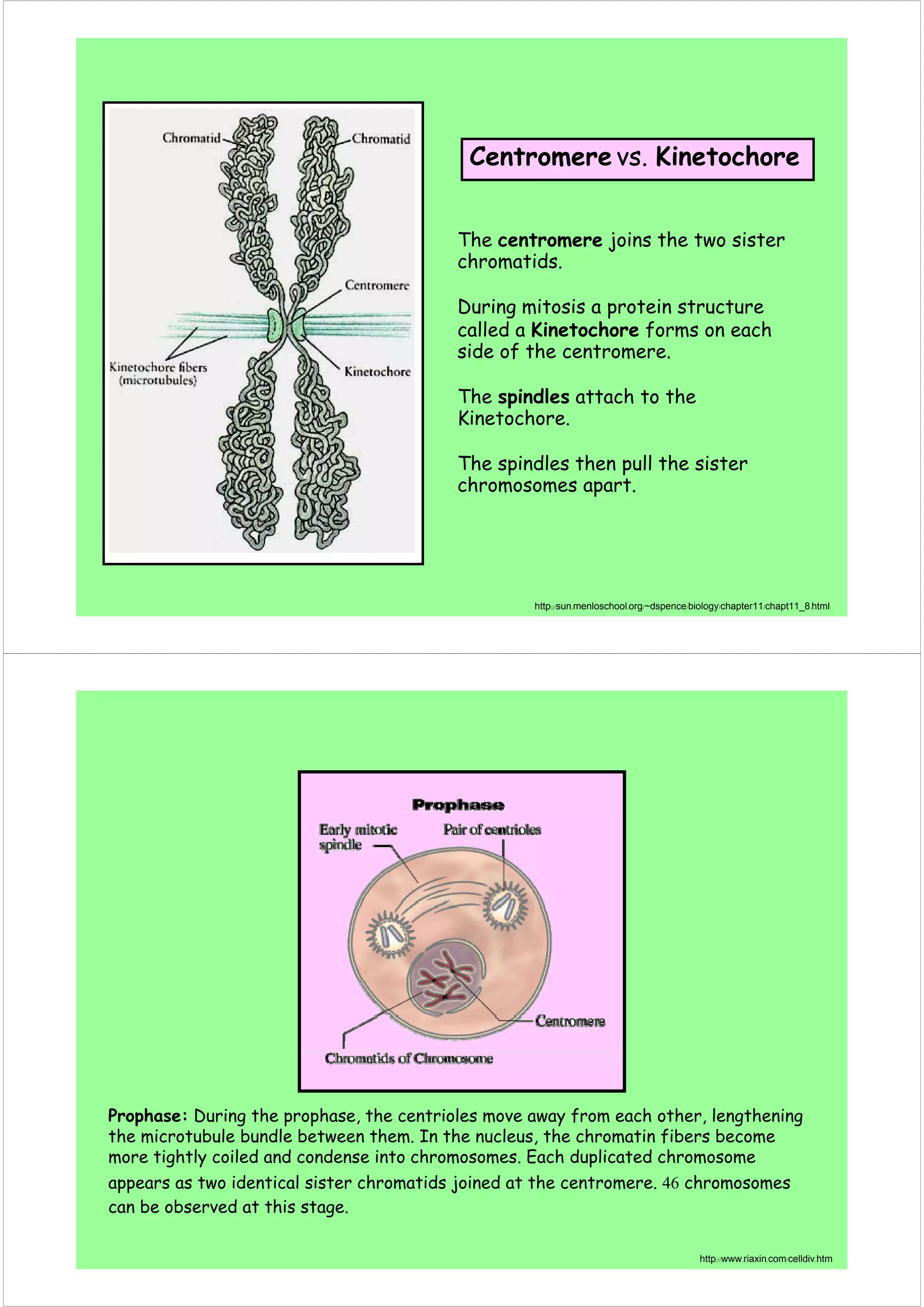 ชีววิทยา เรื่อง การแบ่งเซลล์แบบไมโทซิส mitosis | PDF