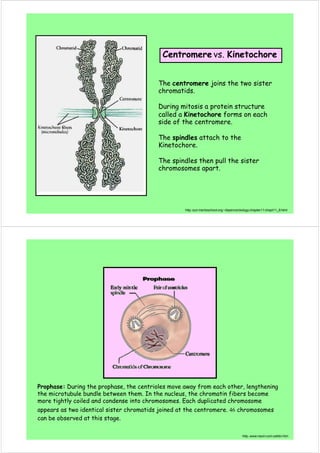 ชีววิทยา เรื่อง การแบ่งเซลล์แบบไมโทซิส mitosis | PDF