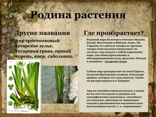 Аир Болотный | PPT