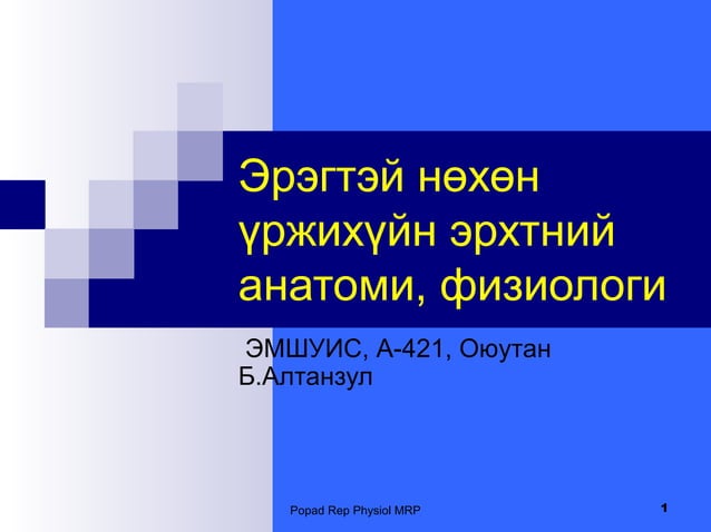 эрэгтэйн нөхөн үржихүйн анатоми физиологи Ppt