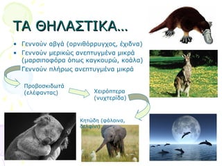 Ασπόνδυλα Σπονδυλωτά (μερος β΄) | PPT