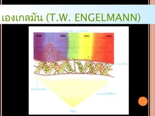 การค้นคว้าเกี่ยวกับการสังเคราะห์ด้วยแสง | PPT