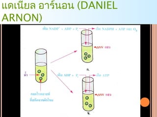การค้นคว้าเกี่ยวกับการสังเคราะห์ด้วยแสง | PPT