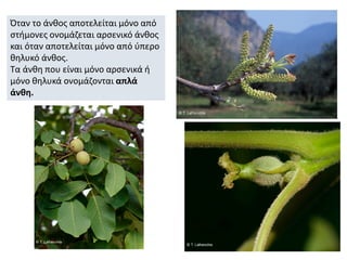 Λουλούδια επικονίαση-καρποί-σπόροι | PDF