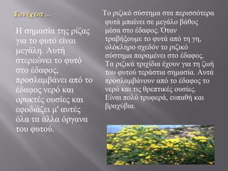Φυτα | PPT