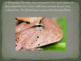 Τροπικα Δαση | PPT