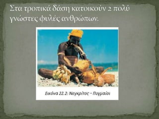 Τροπικα Δαση | PPT