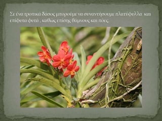 Τροπικα Δαση | PPT