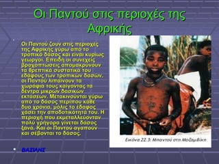Οι Μπαντού - Αυτόχθονας λαός | PPT