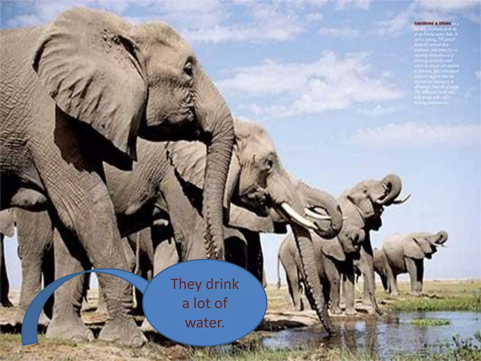 Wild animals: elephants | PPT