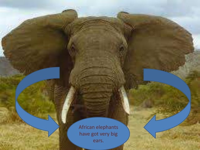 Wild animals: elephants | PPT
