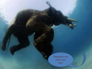 Wild animals: elephants | PPT