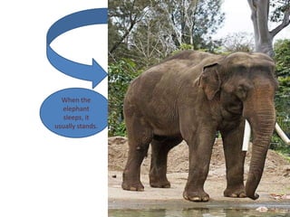 Wild animals: elephants | PPT