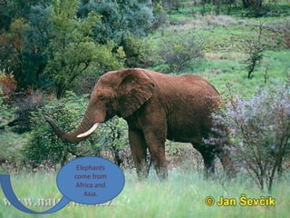 Wild animals: elephants | PPT