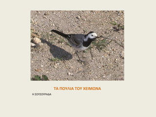 ΠΟΥΛΙΑ ΤΗΣ ΑΘΗΝΑΣ | PPT