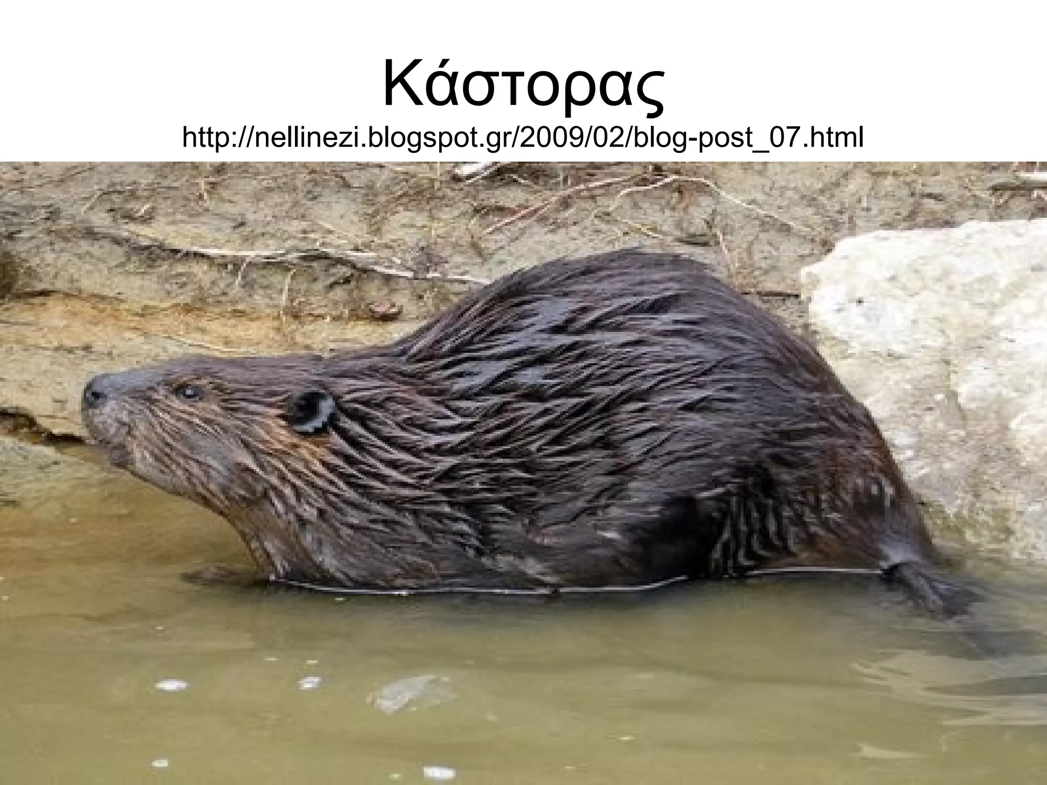 κάστορας | PPT