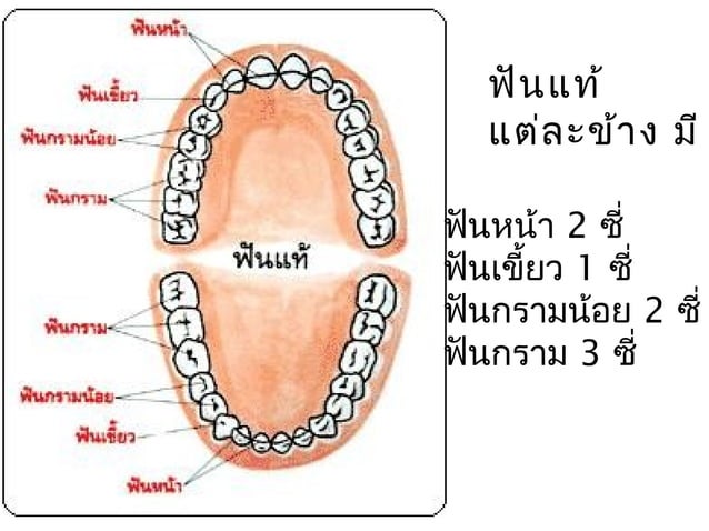 เลขบอกซี่ฟัน