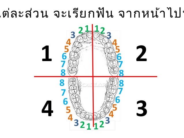 เลขบอกซี่ฟัน