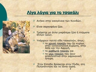το τσακάλι | PPT