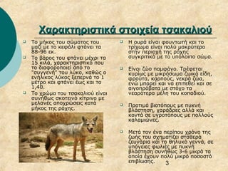 το τσακάλι | PPT