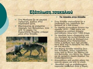 το τσακάλι | PPT