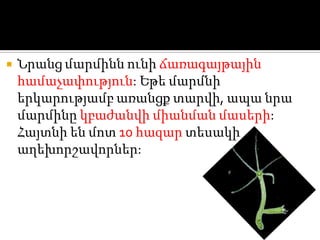 աղեխորշավորների տիպ | PPTX