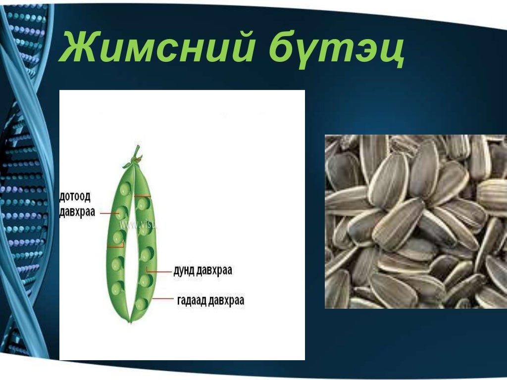 ургамлын үржлийн эрхтэн
