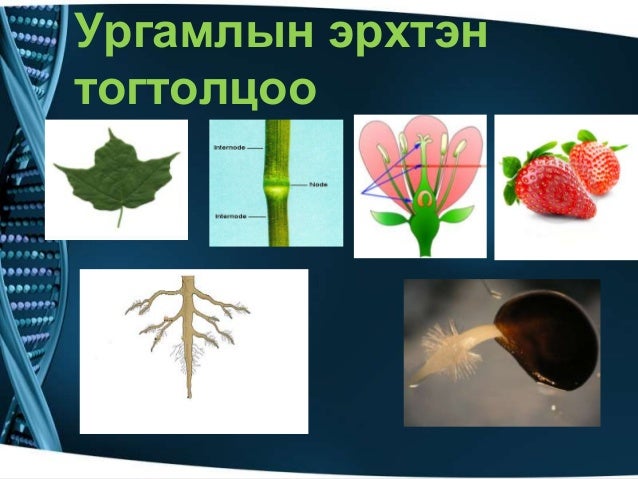 ургамлын үржлийн эрхтэн