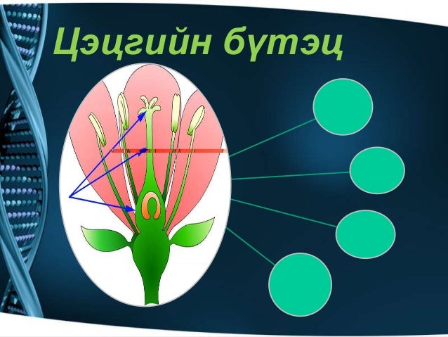 ургамлын үржлийн эрхтэн