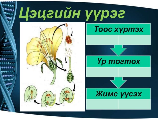 ургамлын үржлийн эрхтэн